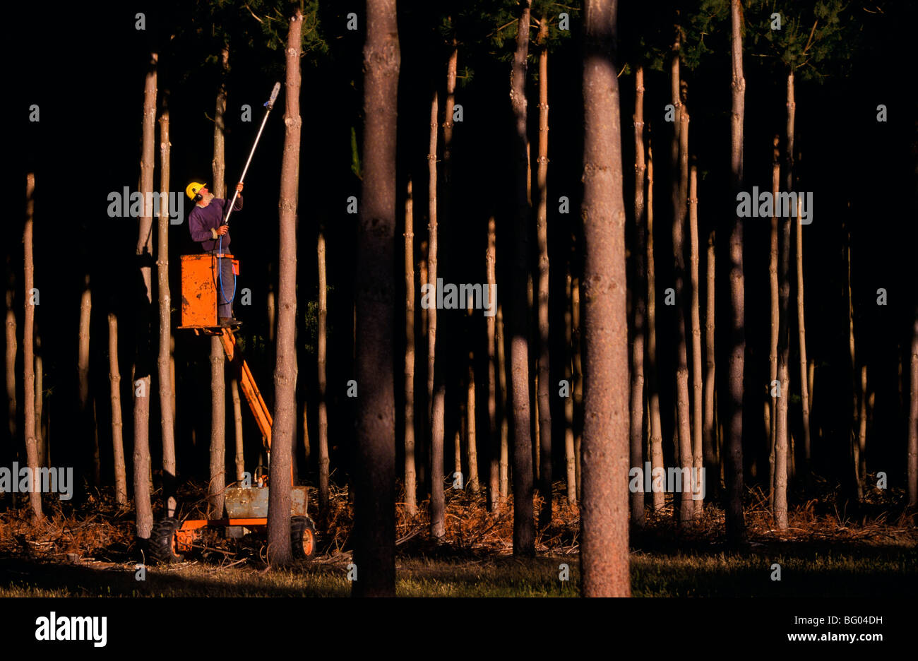 Pruning pine plantation, Australia Stock Photo - Alamy