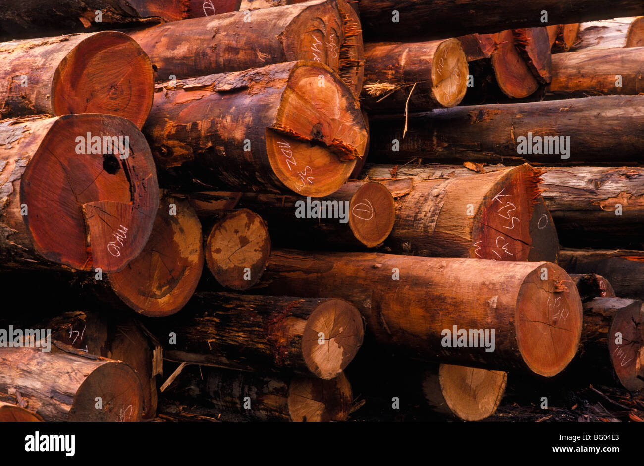 Karri trees western australia logging hi-res stock photography and ...