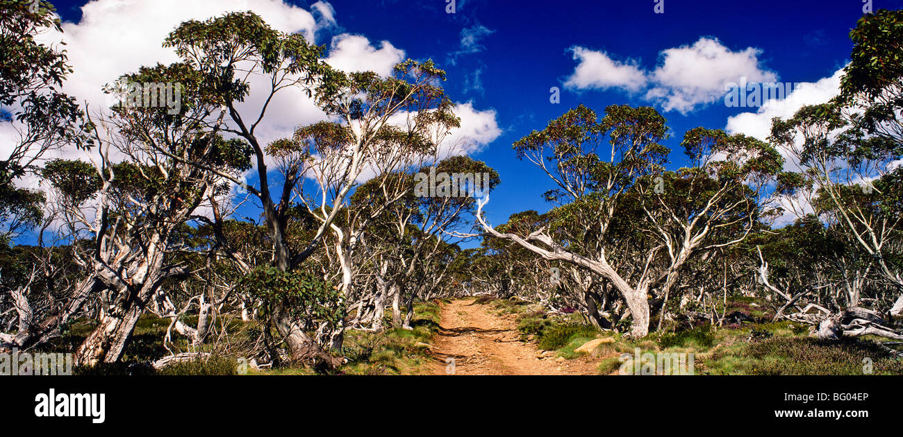 Bushtrack hi-res stock photography and images - Alamy