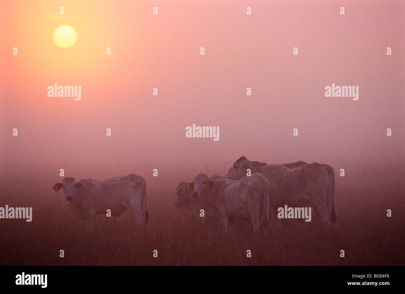 Brahman cattle in mist, Australia Stock Photo - Alamy