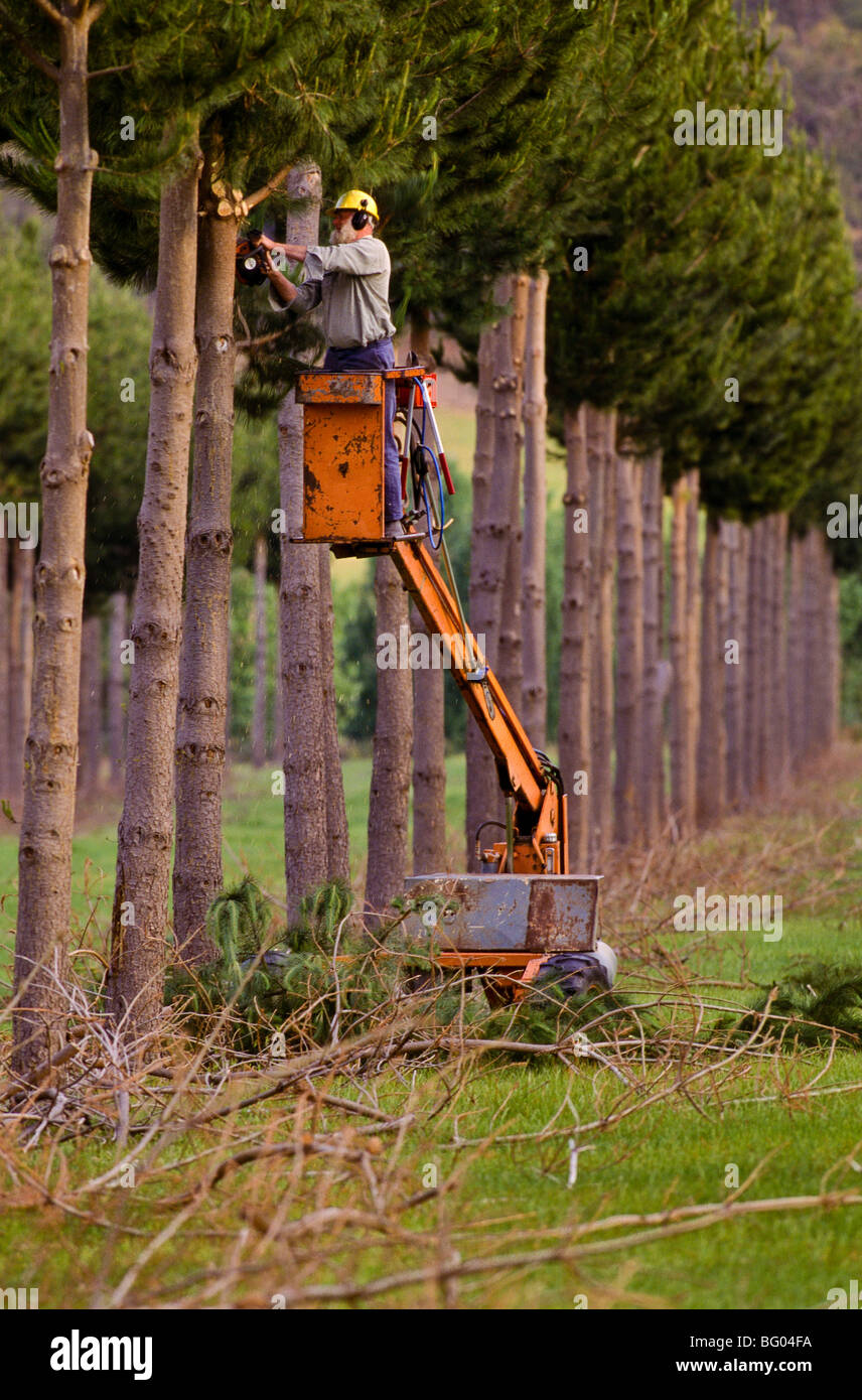 Pruning pine plantation, Australia Stock Photo - Alamy