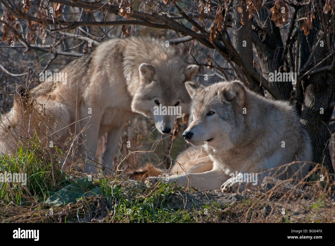 Timber wolves hi-res stock photography and images - Alamy