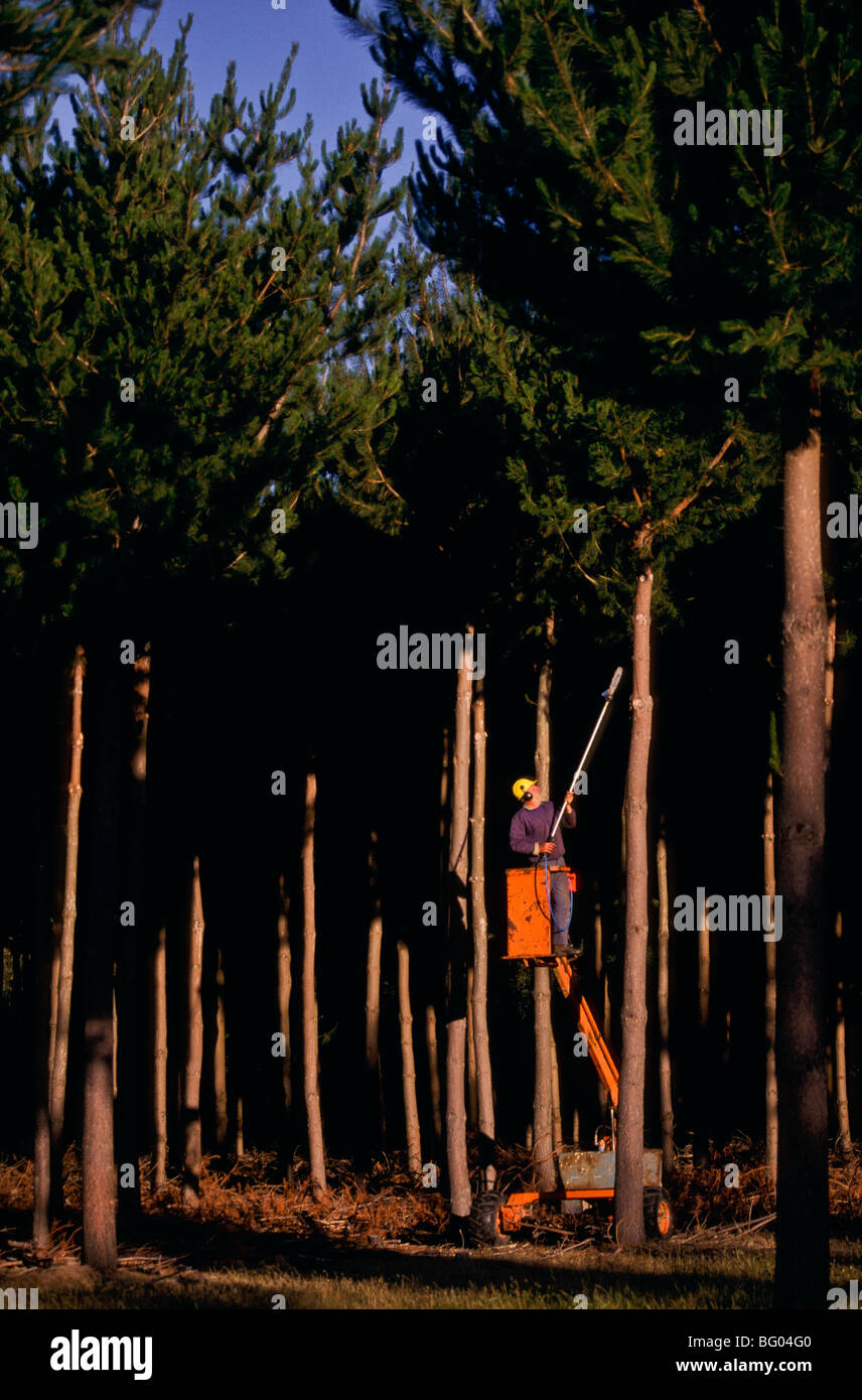 Pruning pine plantation, Australia Stock Photo - Alamy