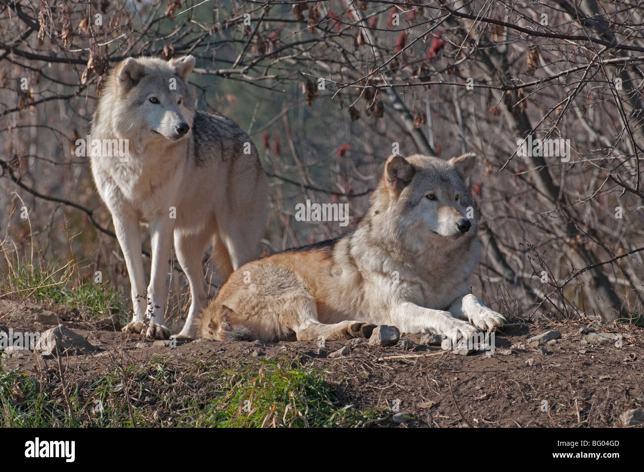 Timber wolves hi-res stock photography and images - Alamy