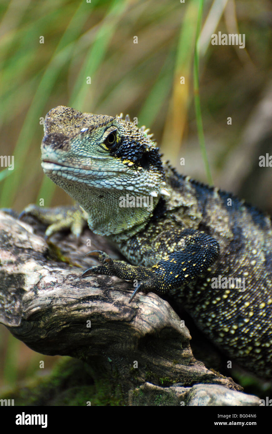 The Tuatara - native New Zealand Lizard Stock Photo - Alamy