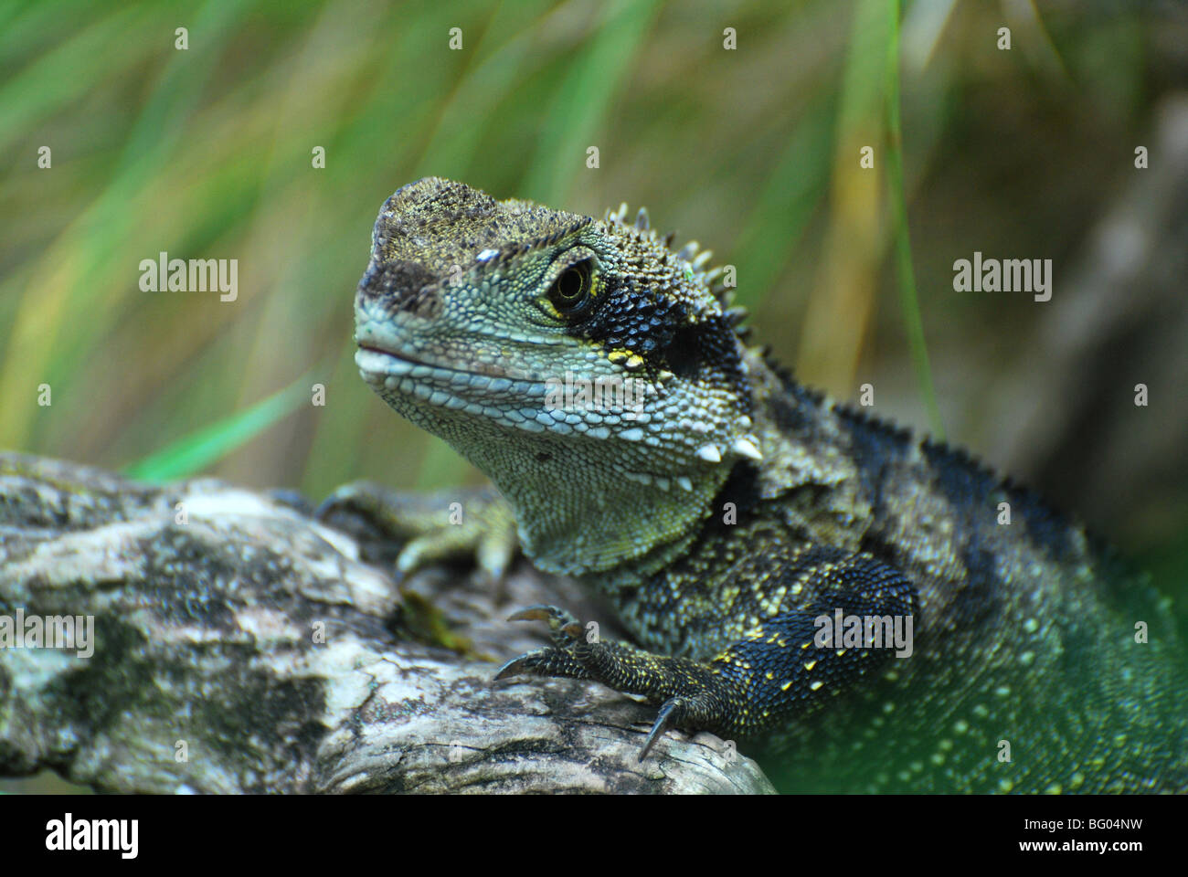The Tuatara - native New Zealand Lizard Stock Photo - Alamy