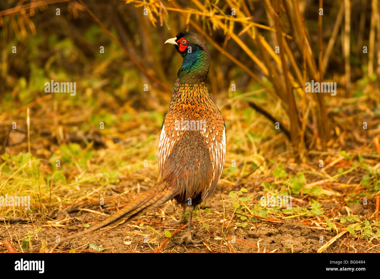 Ring necked birds hi-res stock photography and images - Alamy