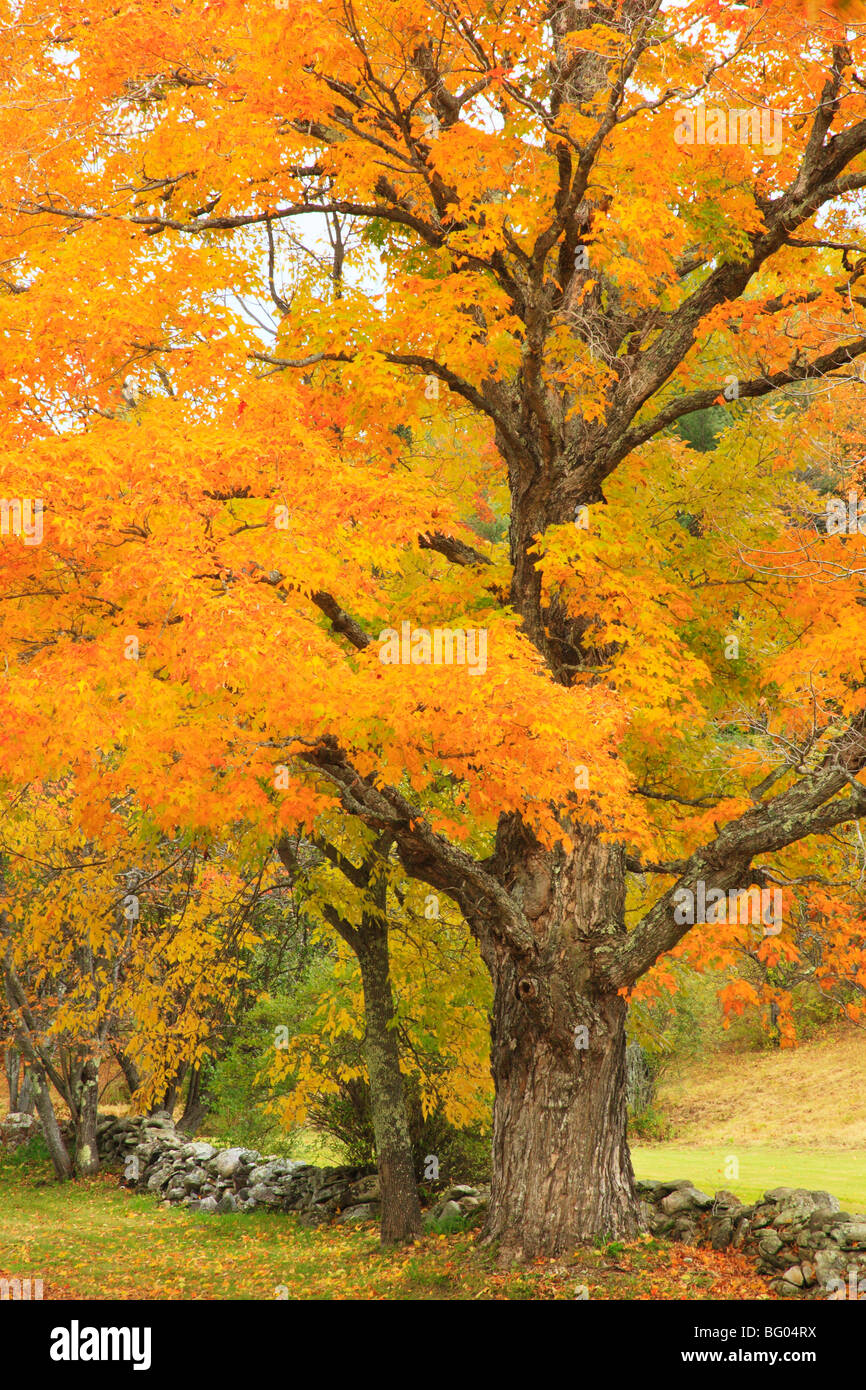 Maple Tree, Weston, Vermont Stock Photo - Alamy