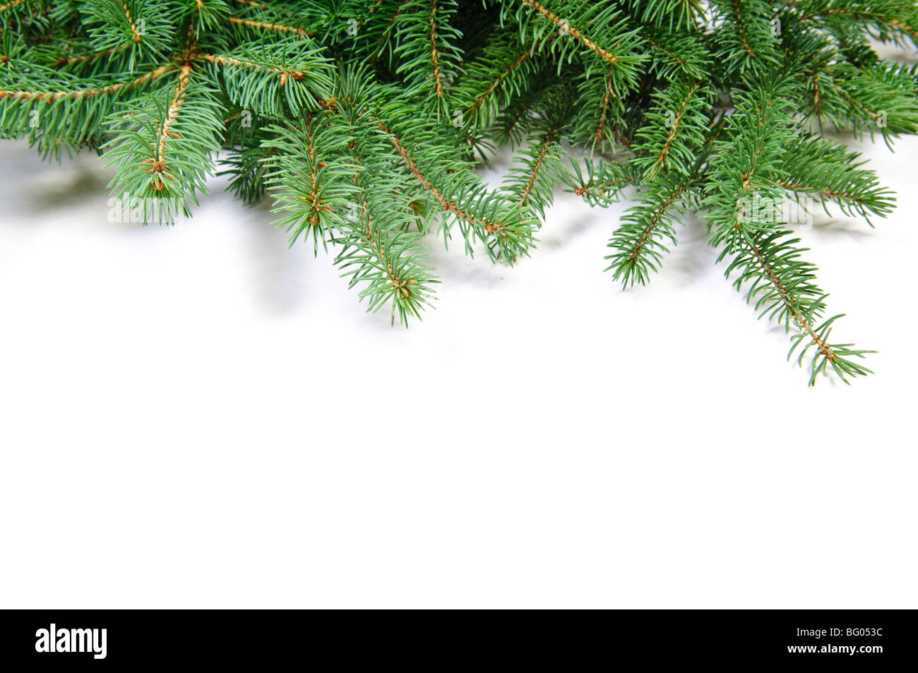 Pine tree needle in Cut Out Stock Images & Pictures - Alamy