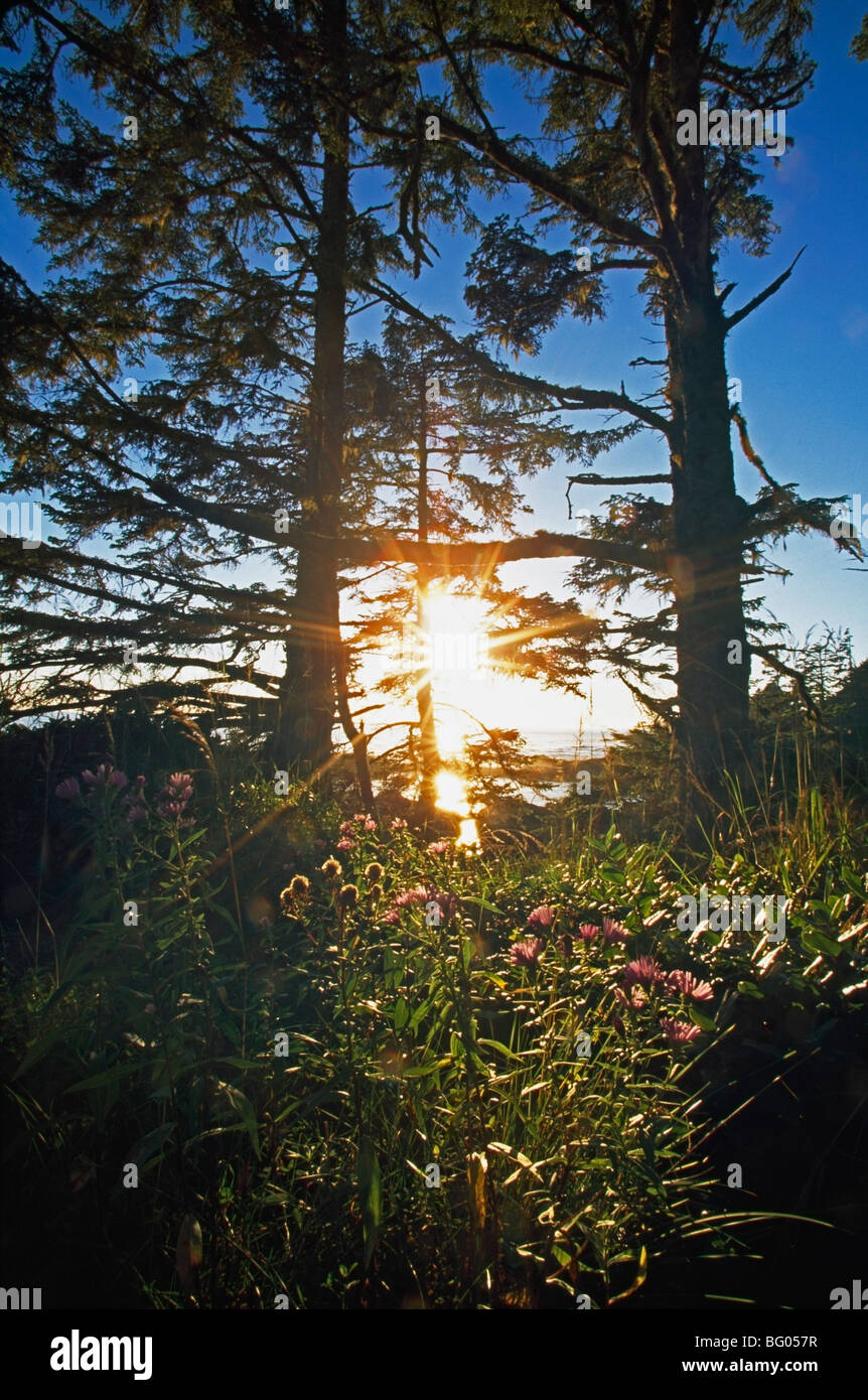 Sitka spruce silhouettes hi-res stock photography and images - Alamy