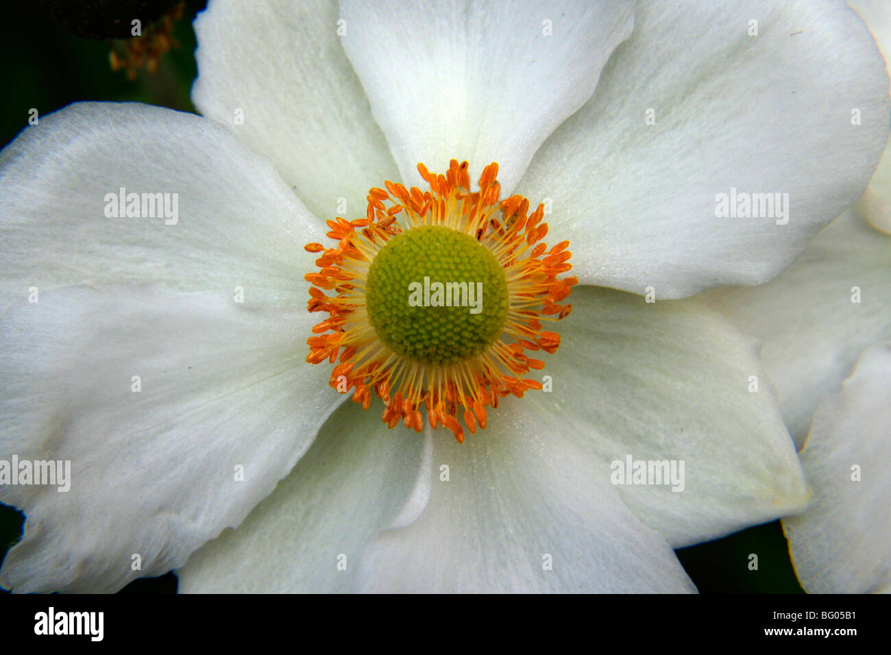 Cosmos portrait hi-res stock photography and images - Alamy