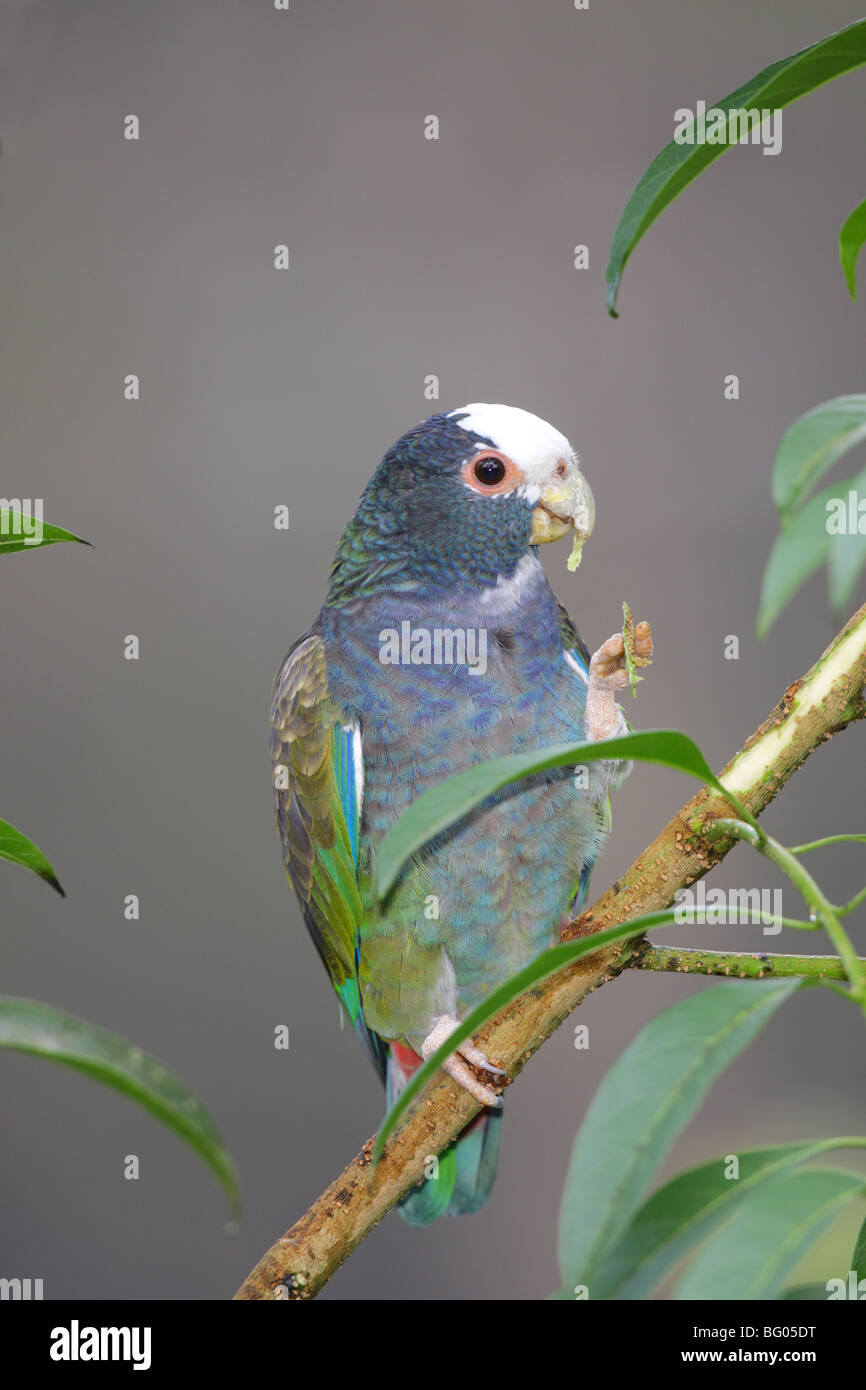 White-crowned Parrot Pionus senilis La Paz Waterfall Garden, near San ...