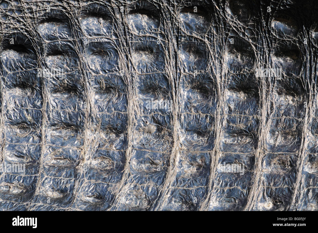 Natural alligator skin closeup Stock Photo - Alamy