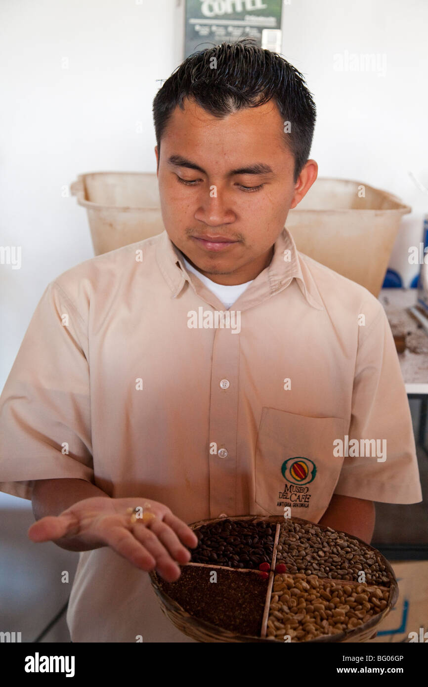 Tour guide showing the different stages of the Coffe Bean. Beneficio de ... Tour guide showing the different stages of the Coffe Bean. Beneficio de ...