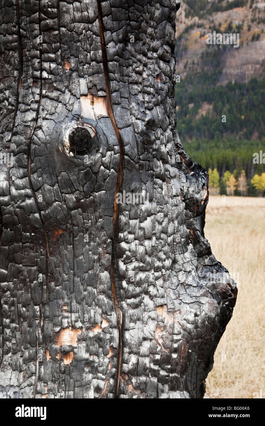 Burnt Tree High Resolution Stock Photography and Images - Alamy