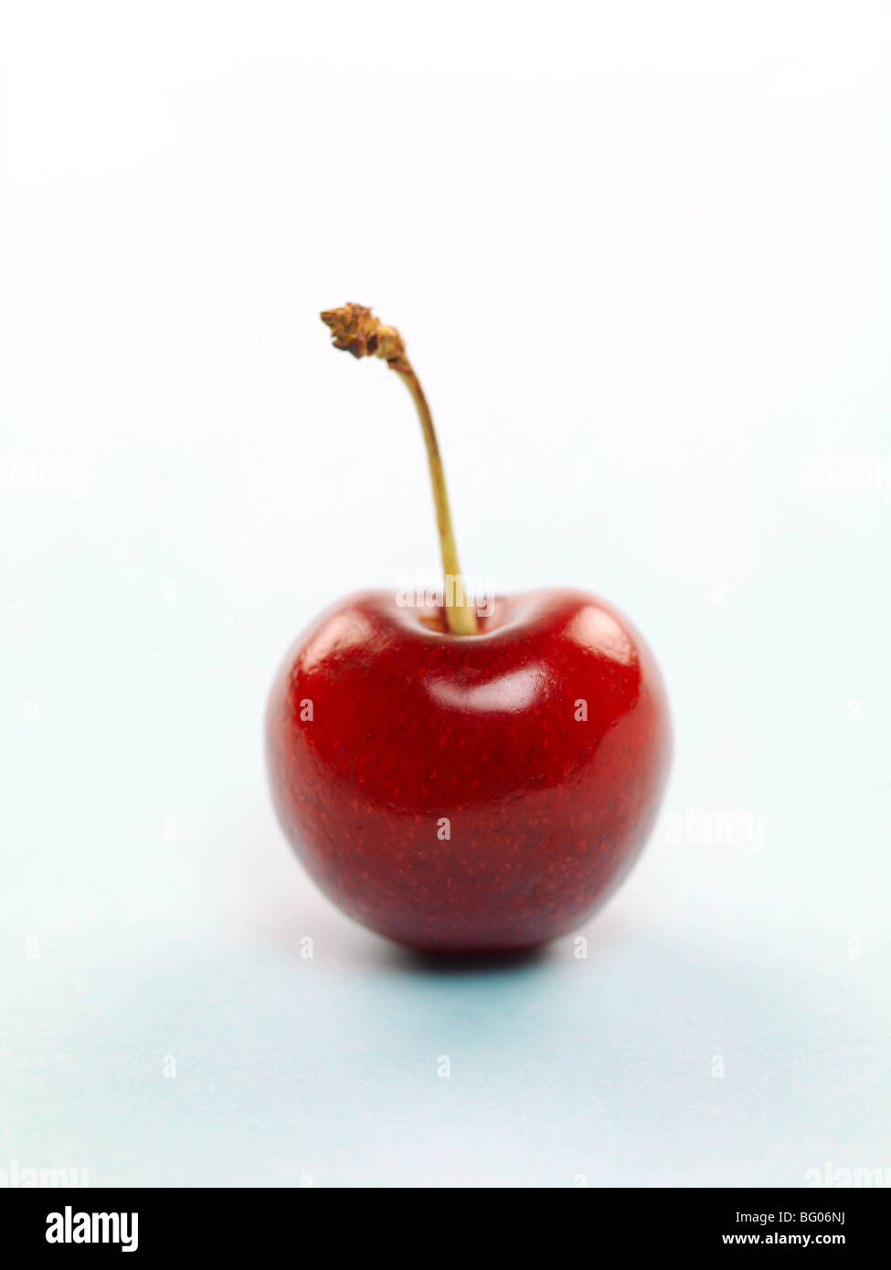 Fresh seasonal red cherries isolated against a powder blue background ...