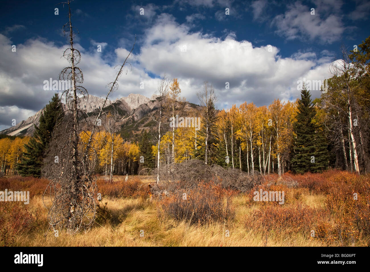 Dramatic Fall colors in Banff's Hillsdale Meadows Stock Photo - Alamy