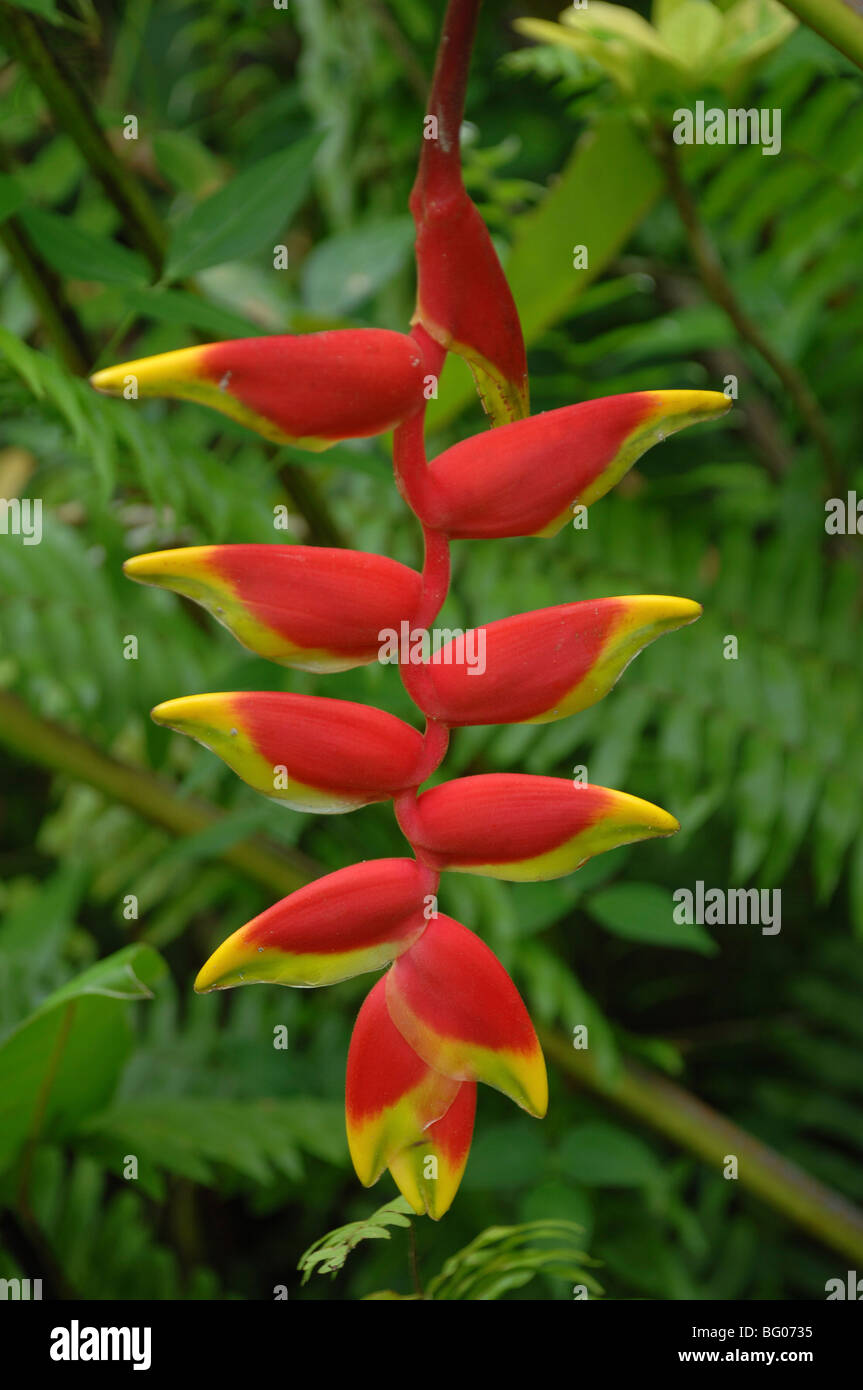 Heliconia Flower Adaptations