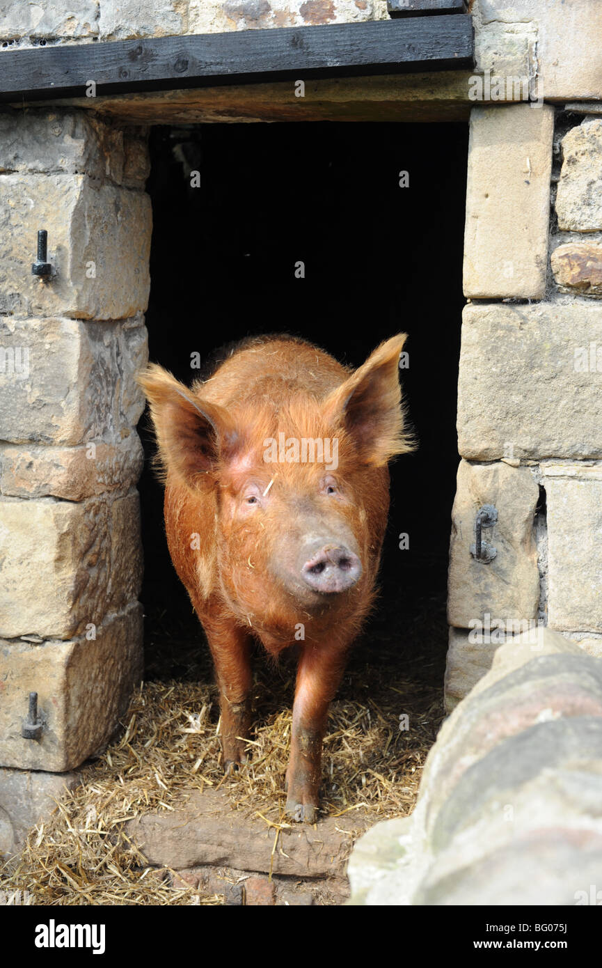 Ginger pig hi-res stock photography and images - Alamy