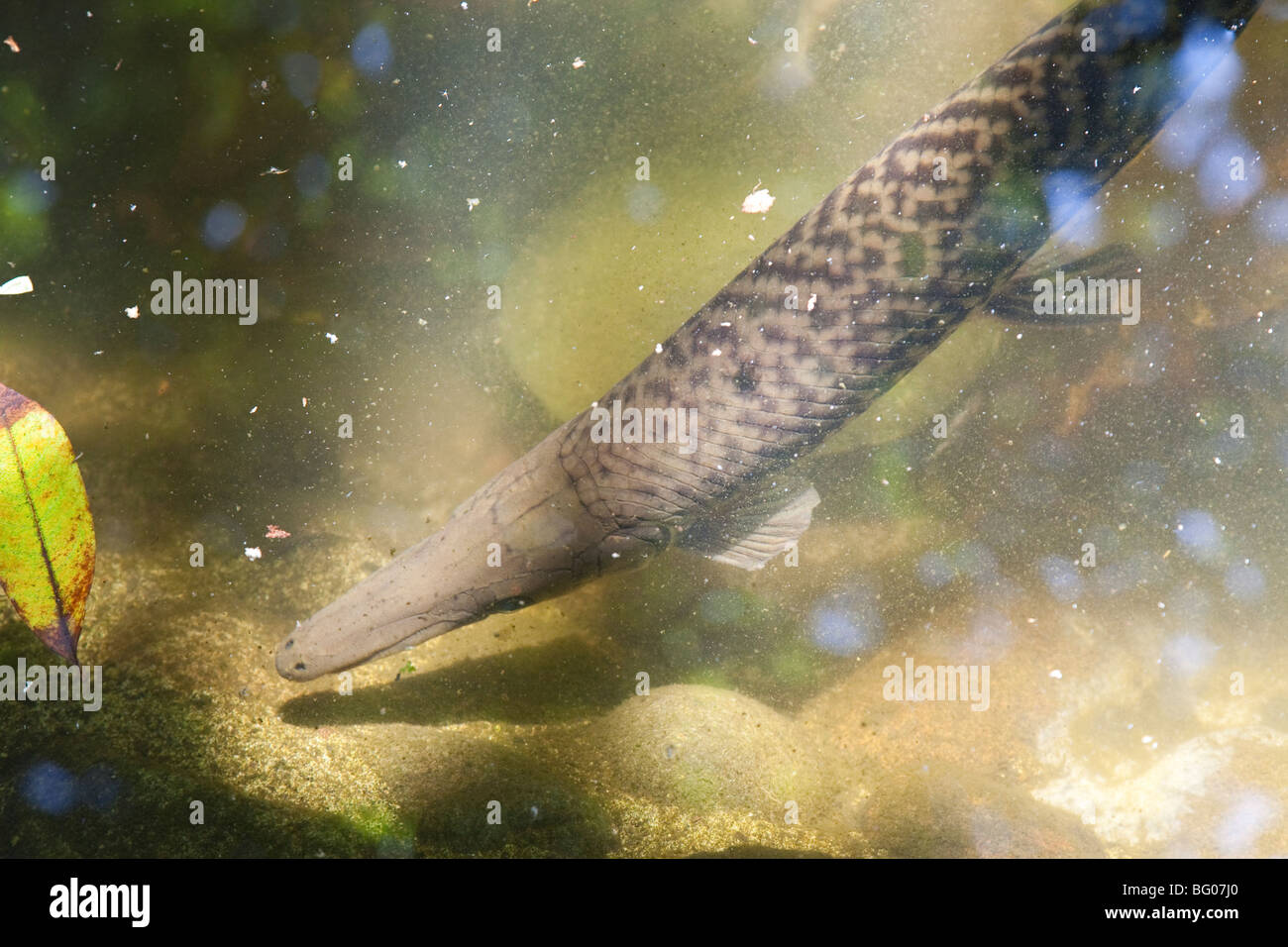 Pez rosa hi-res stock photography and images - Alamy