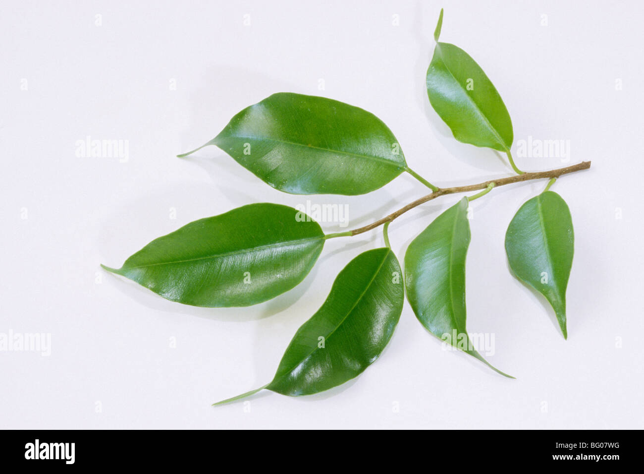 Benjamin Fig, Tropic Laurel, Weeping Fig (Ficus benjamina), twig ...