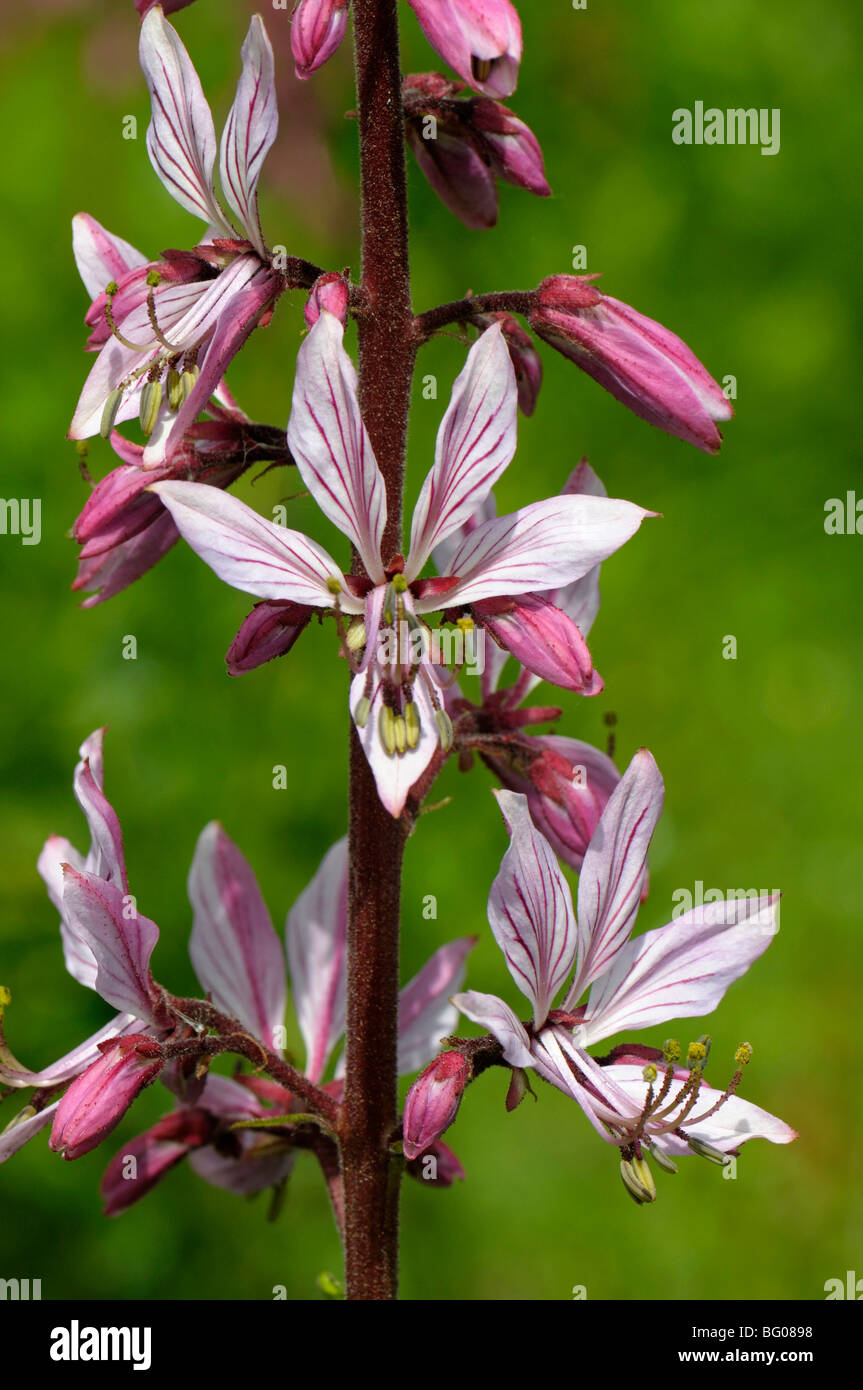 Burning Bush, Dittany (Dictamnus albus), flowers Stock Photo - Alamy