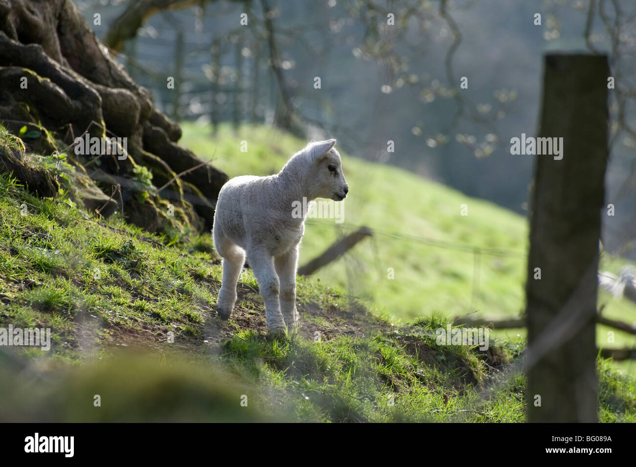 Spring lamb hi-res stock photography and images - Alamy