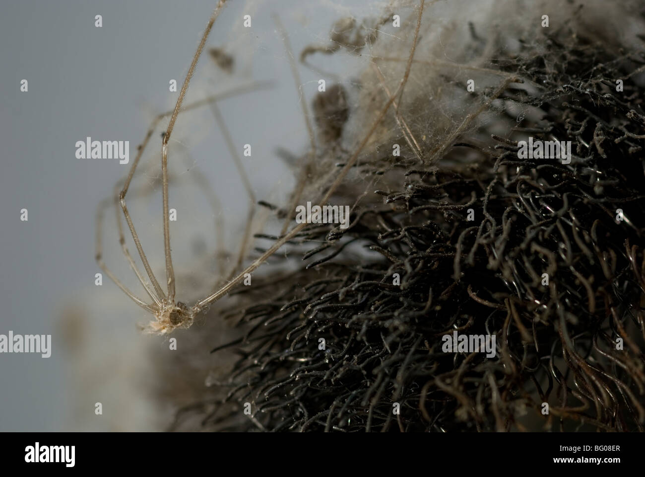 White Spider On Iron Brush Stock Photo Alamy