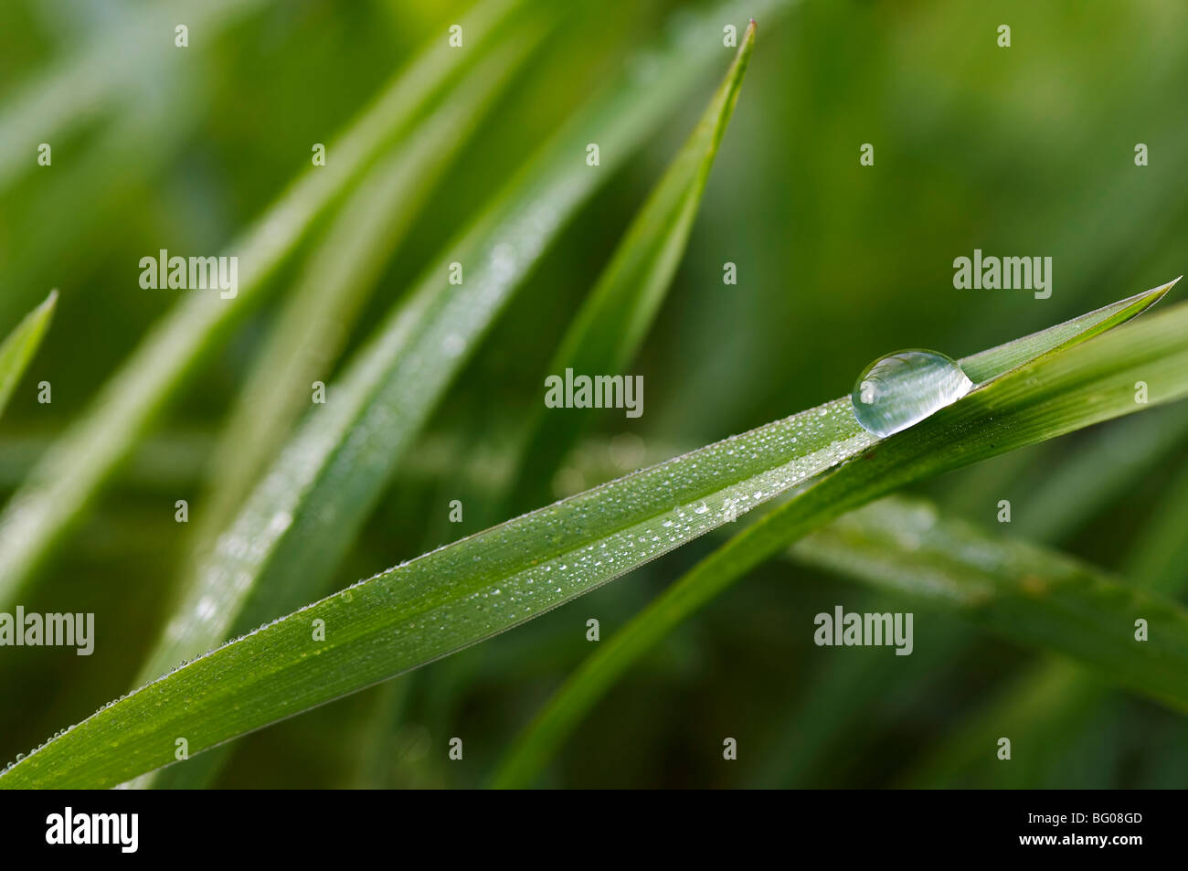 Dewy drops hi-res stock photography and images - Alamy