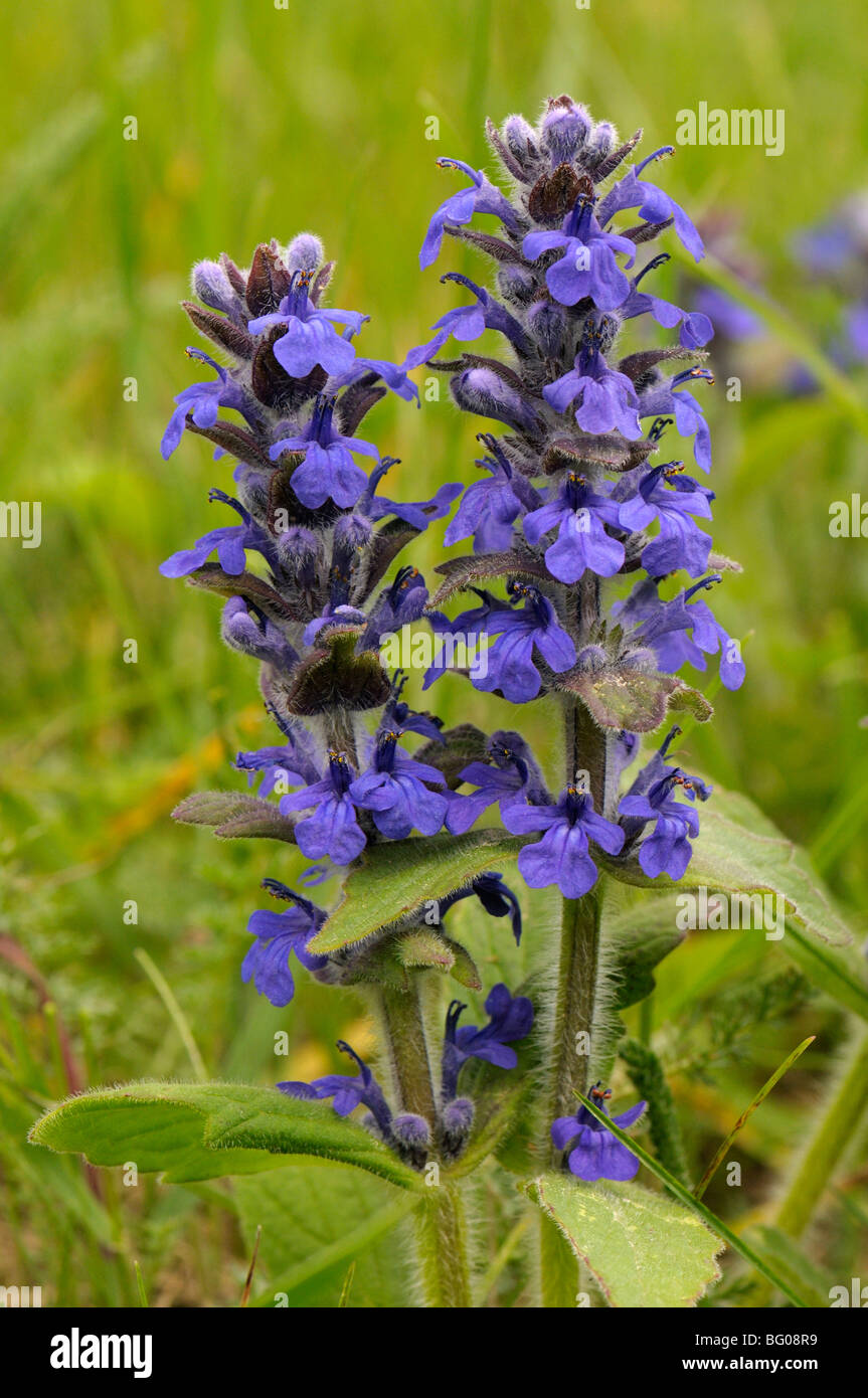 Ajuga reptans bugle medicinal plant hi-res stock photography and images ...