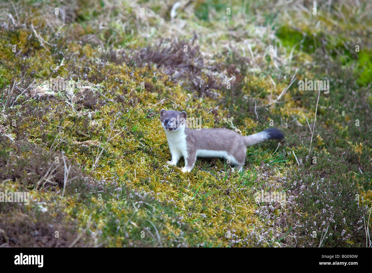 Ermine, Stoat (Mustela erminea) in summer coat Stock Photo - Alamy