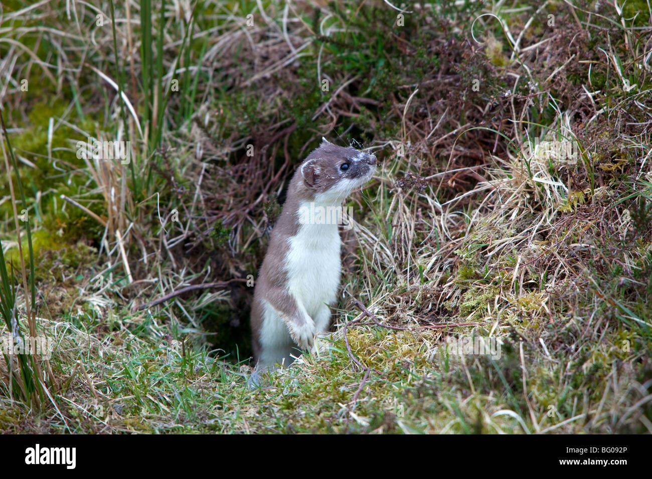 Ermine, Stoat (Mustela erminea) in summer coat Stock Photo - Alamy