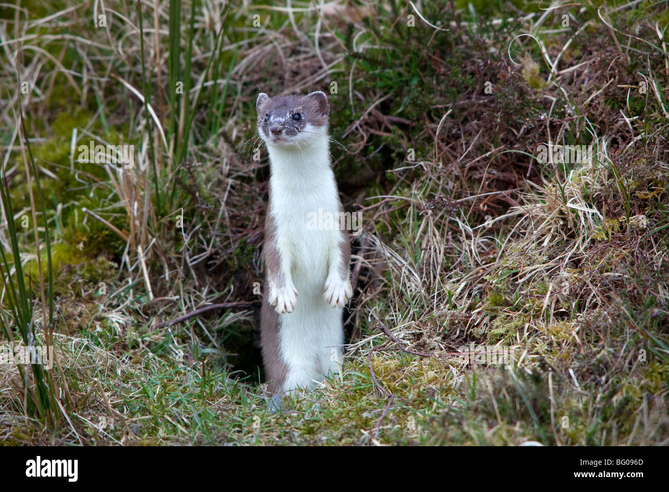 Ermine, Stoat (Mustela erminea) in summer coat Stock Photo - Alamy