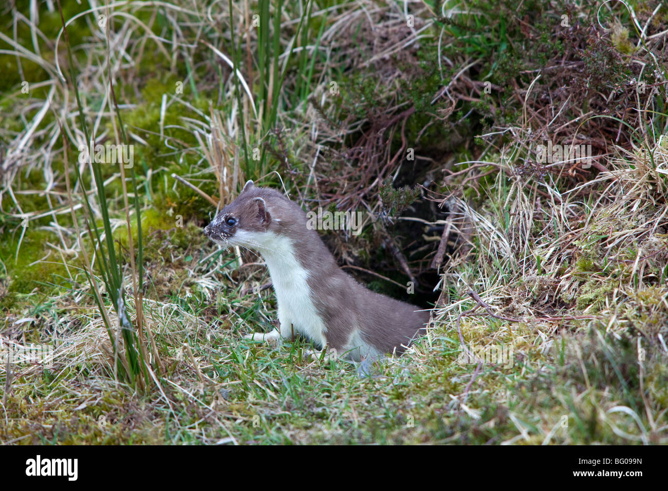 Ermine, Stoat (Mustela erminea) in summer coat Stock Photo - Alamy