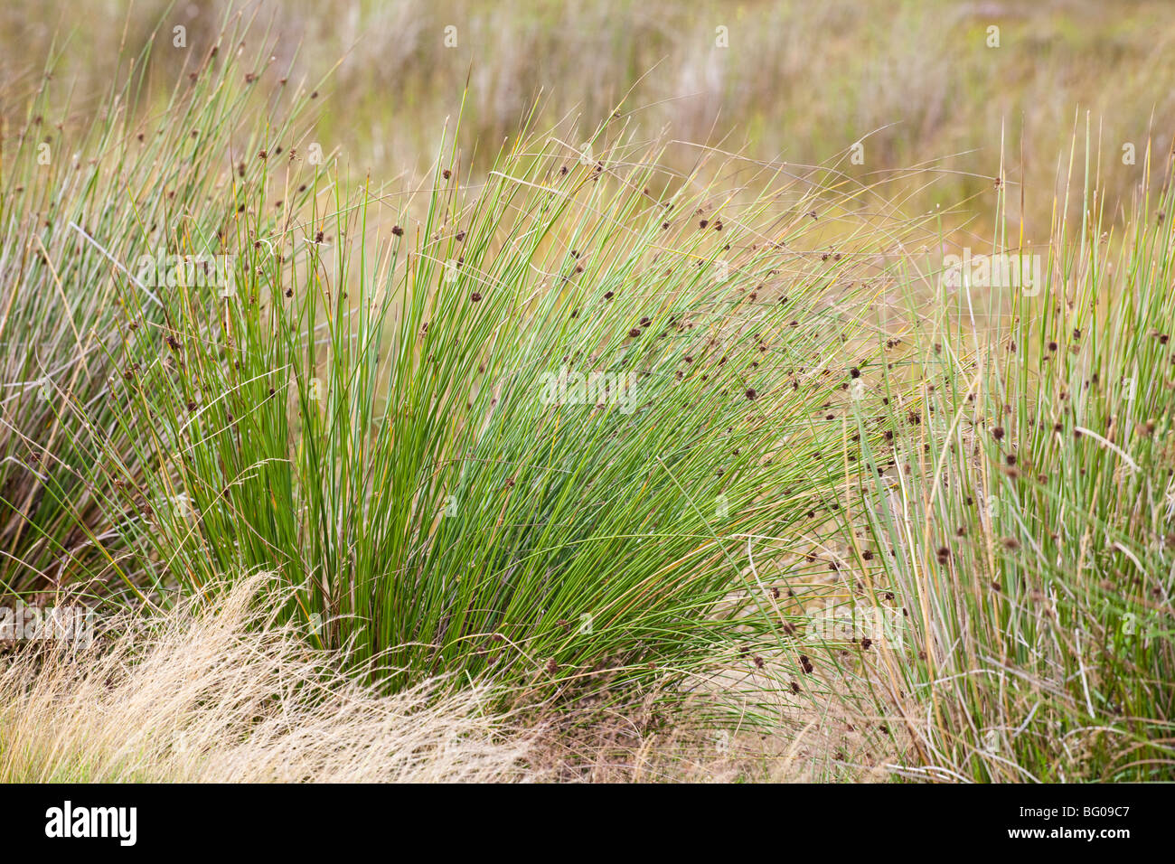 Moorland flora hi-res stock photography and images - Alamy
