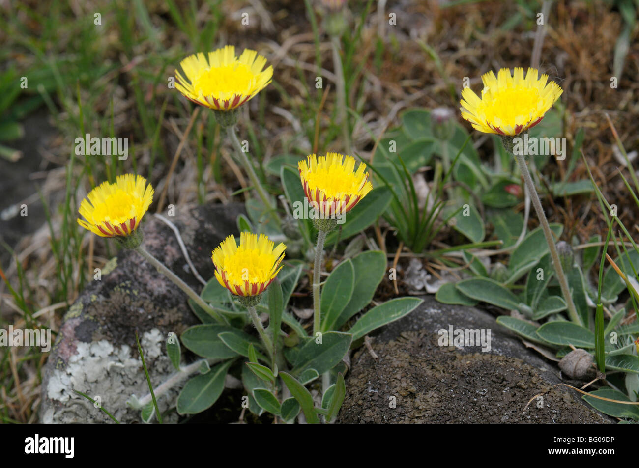 Mouse-ear Hawkweed (Hieracium pilosella), flowering plants Stock Photo ...
