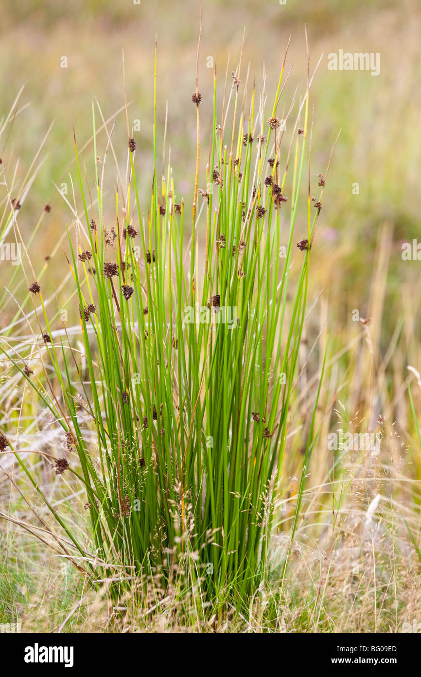 Sedgy hi-res stock photography and images - Alamy