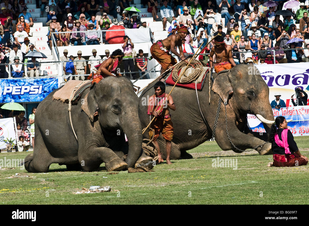 Elephants performing tricks during the colorful Surin Elephant roundup ...