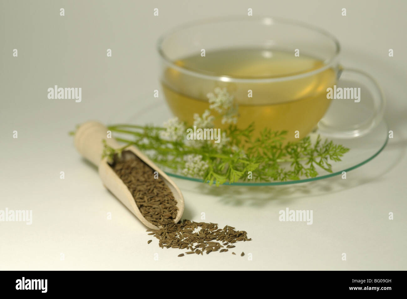 Caraway (Carum carvi). A cup of tea with leaves, seeds and flowers ...
