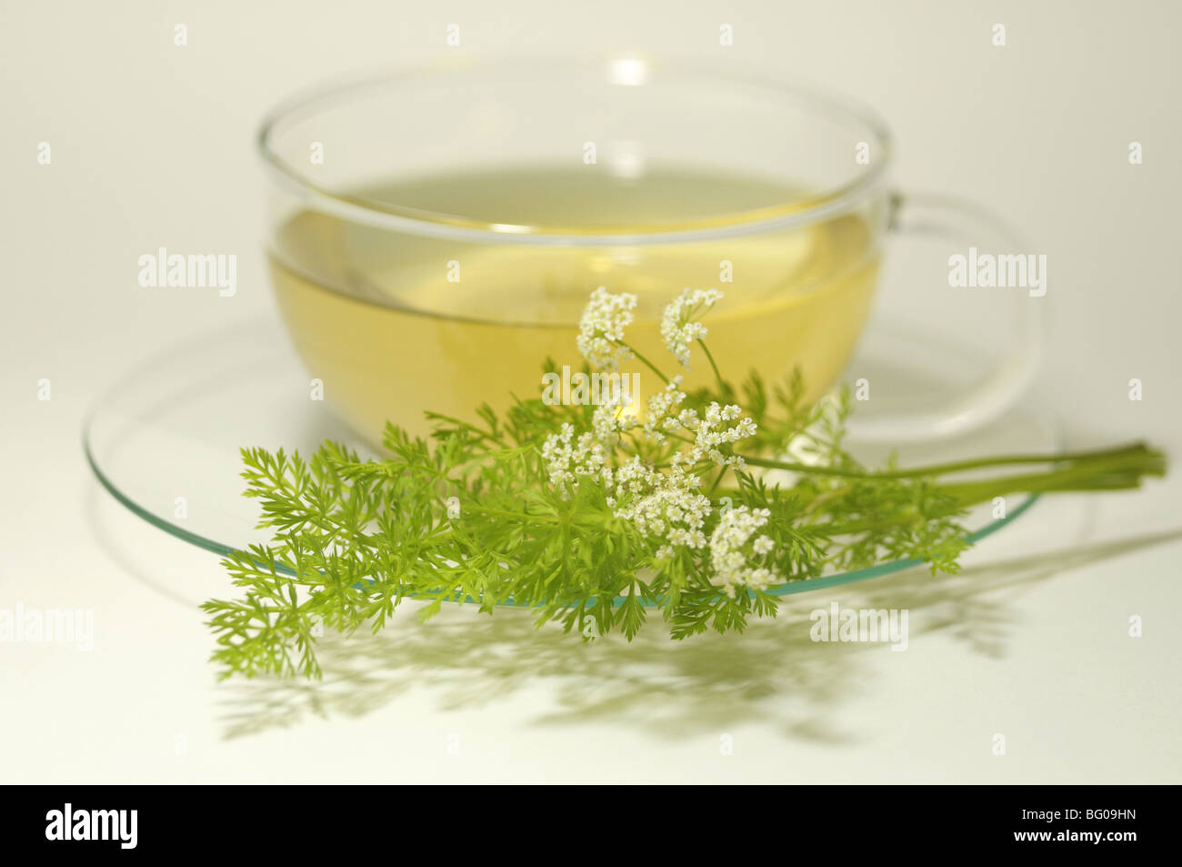 Caraway (Carum carvi). A cup of tea with leaves and flowers, studio ...