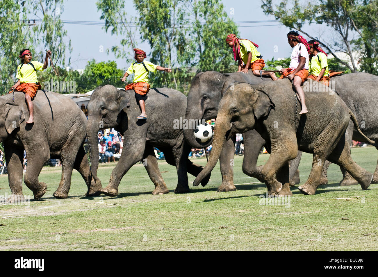 The football playing elephant hi-res stock photography and images - Alamy