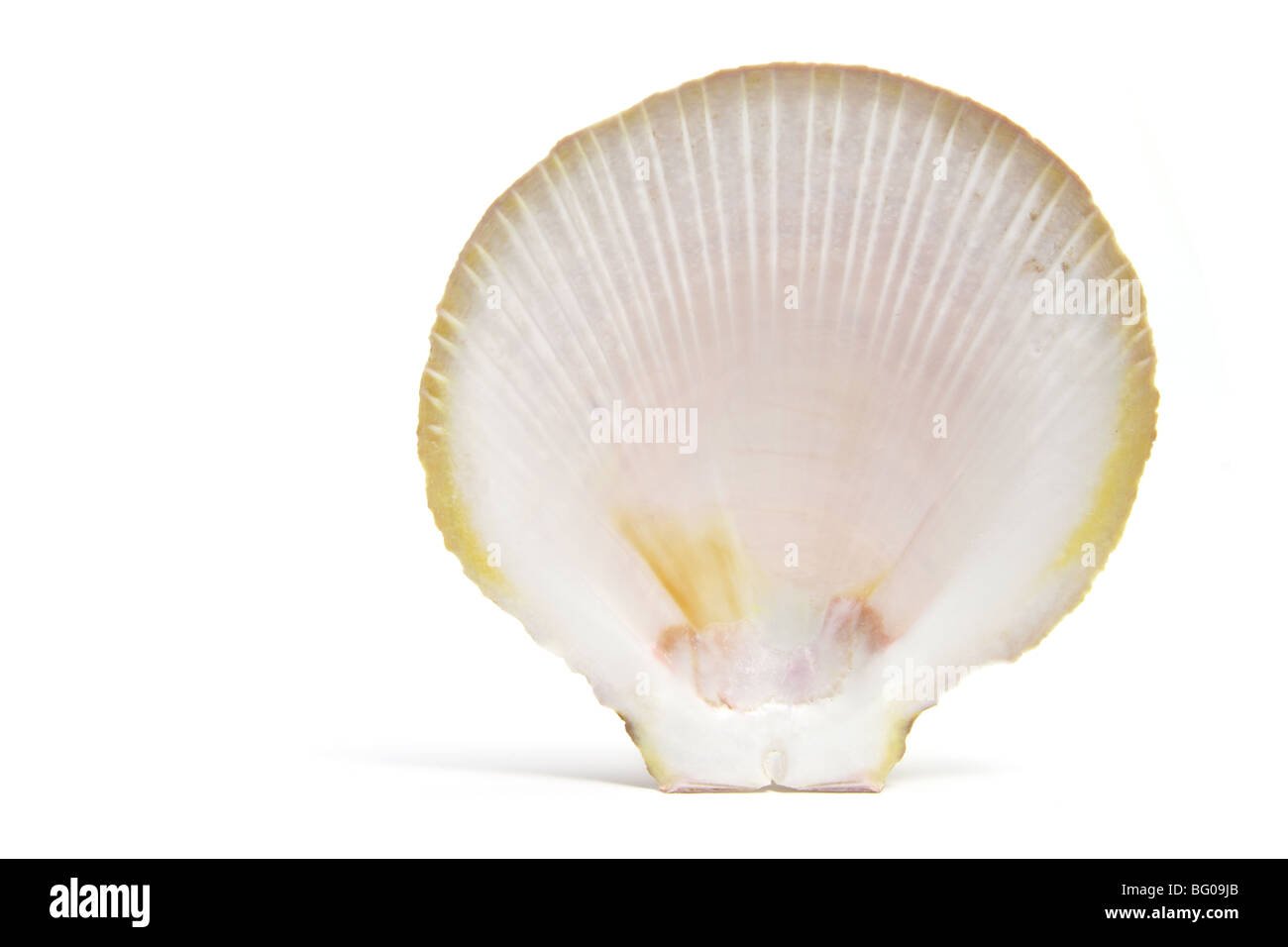Scallop seashell hi-res stock photography and images - Alamy