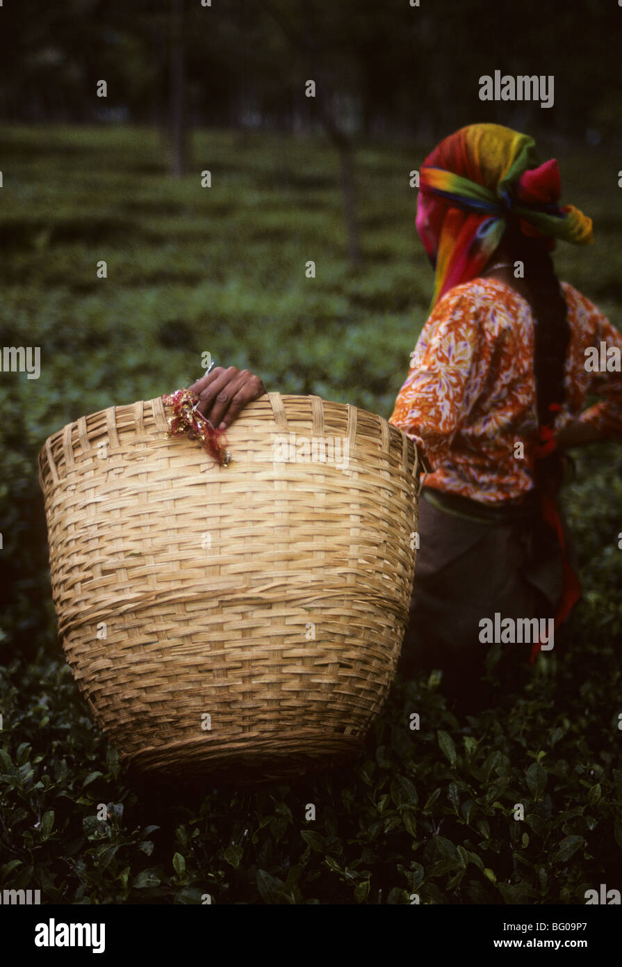 A woman tea picker on a tea plantation in Ooty, India Stock Photo - Alamy