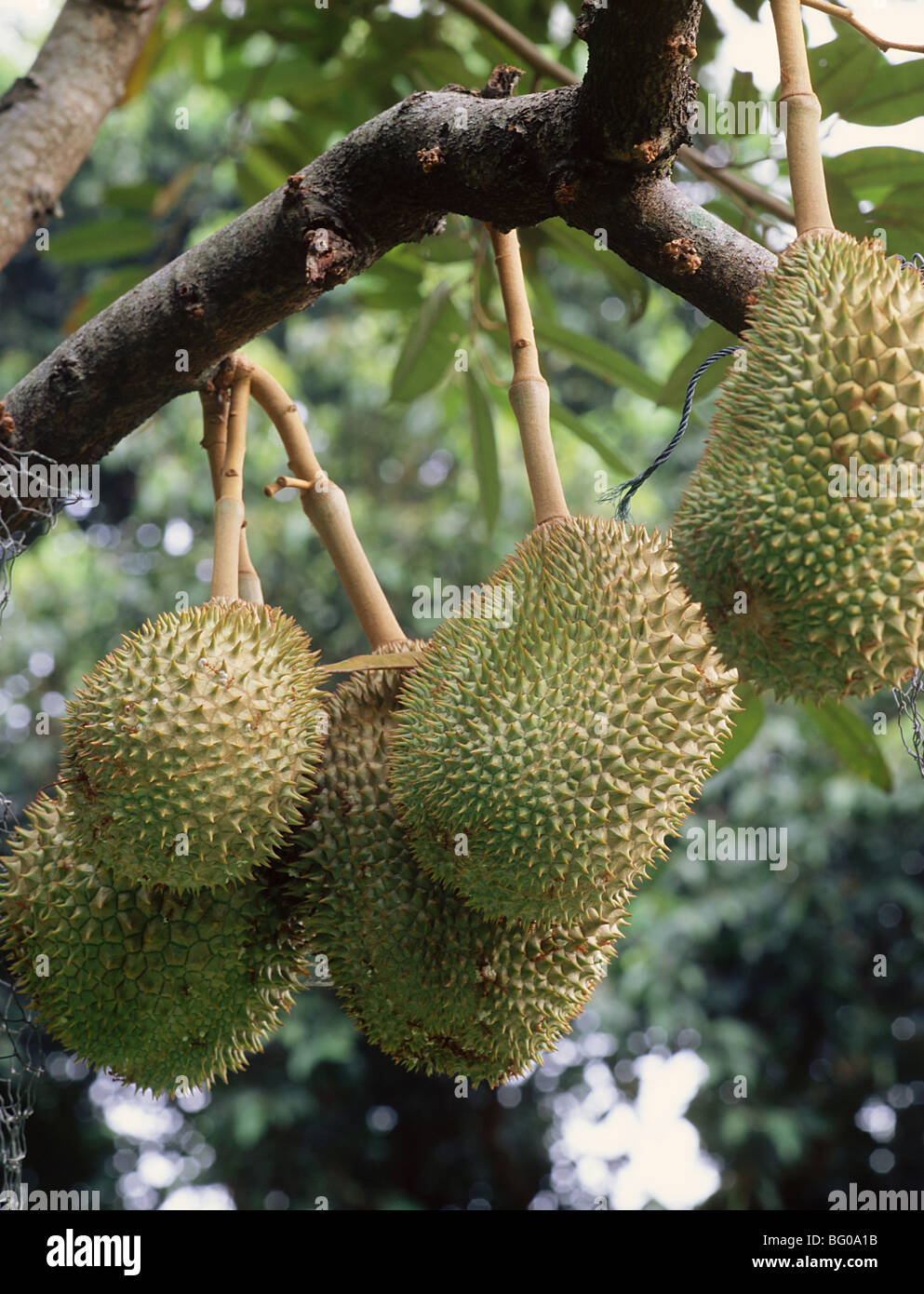 Durian hi-res stock photography and images - Alamy