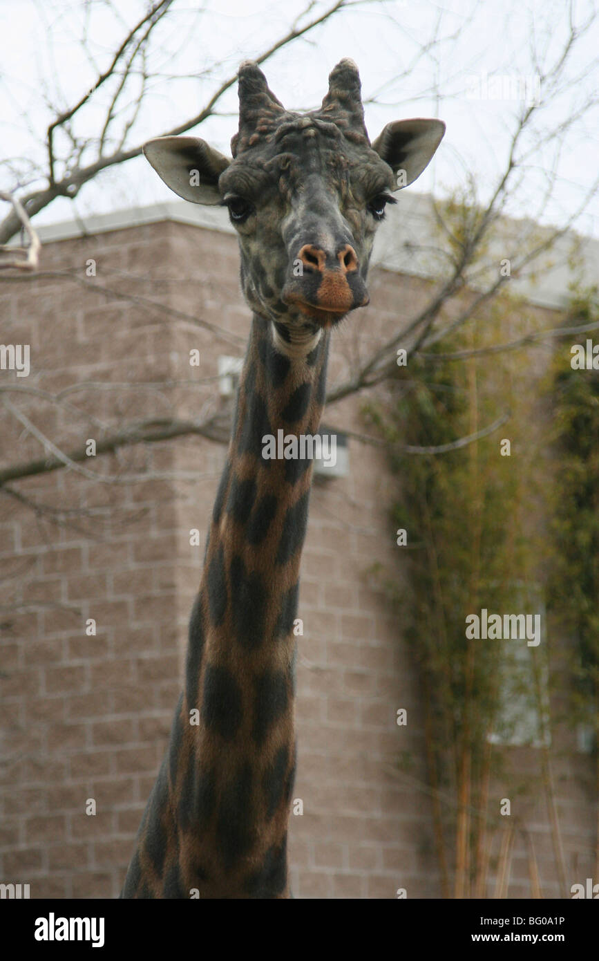 Giraffe, long neck and head Stock Photo - Alamy