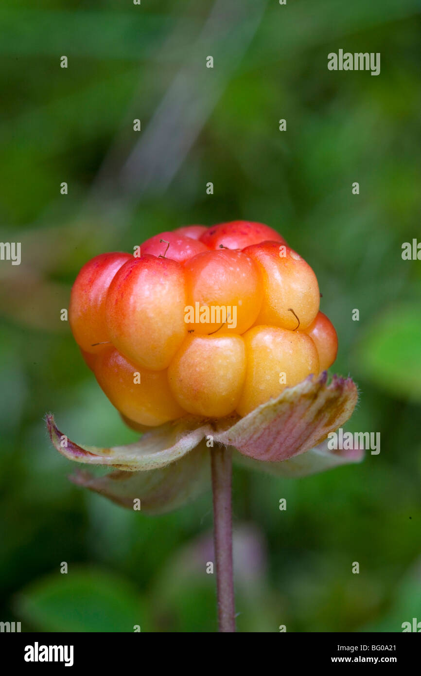 Cloudberry (Rubus chamaemorus), berry Stock Photo - Alamy