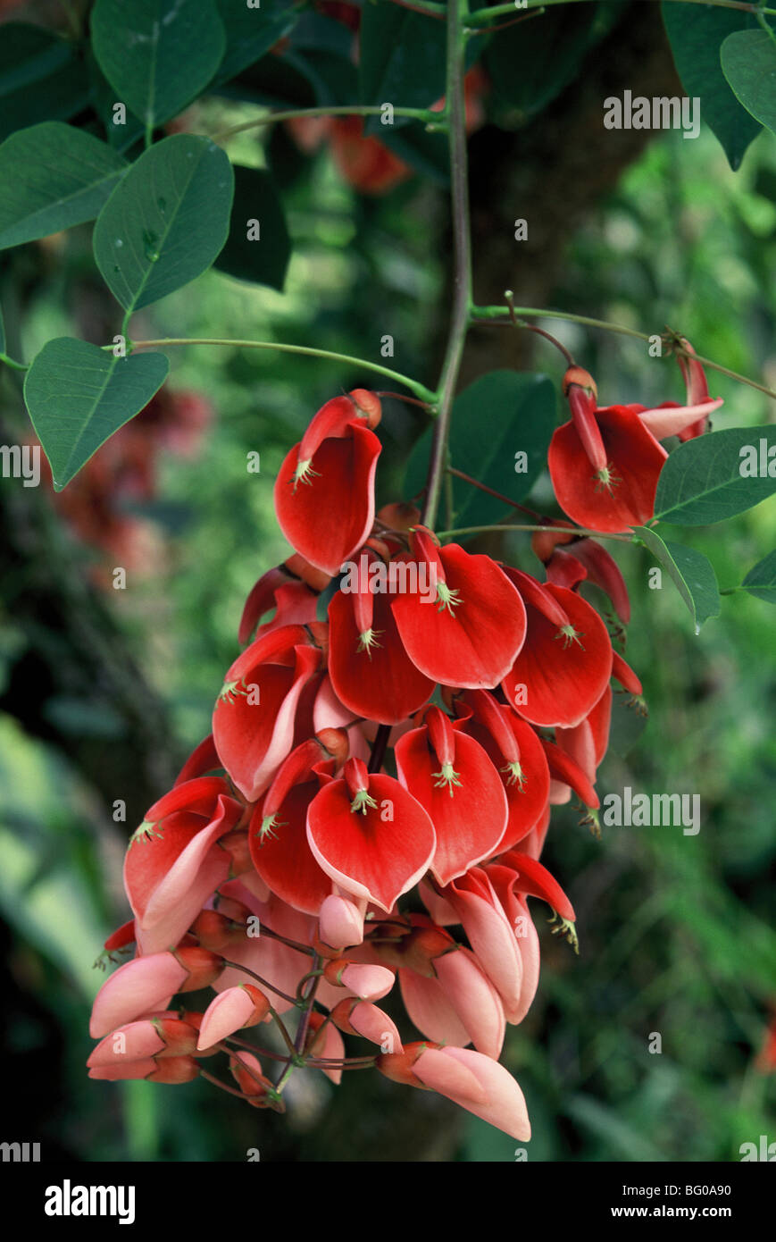 Erythrina hi-res stock photography and images - Alamy