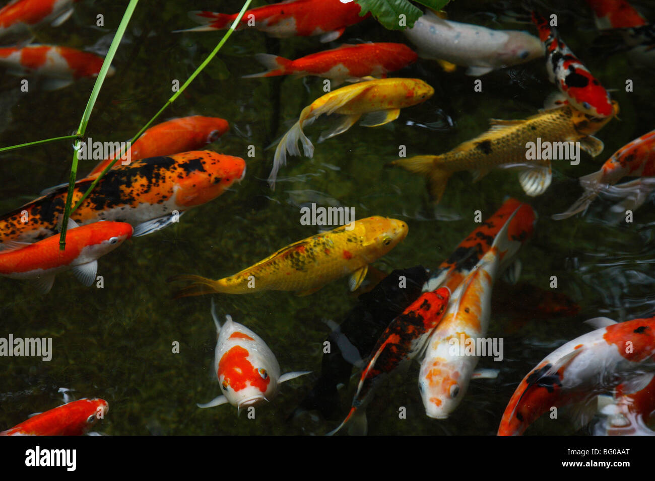 Fish pond hi-res stock photography and images - Alamy