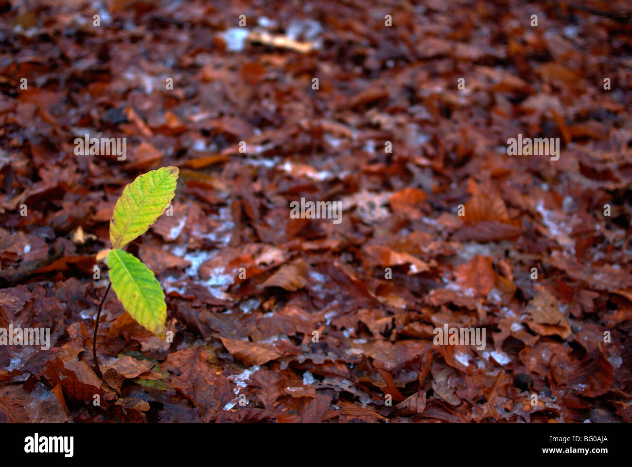 Tiller tree hi-res stock photography and images - Alamy