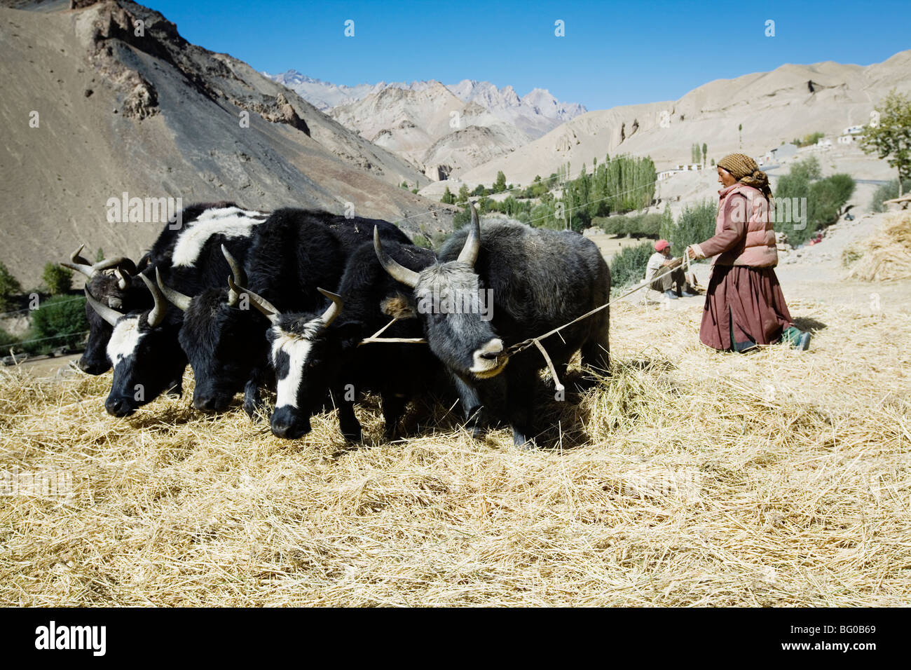 Yak (dzo or dzomo) helps in harvesting the barley crop. Lamayuru ...